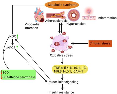 Frontiers Endothelial Dysfunction Platelet Hyperactivity