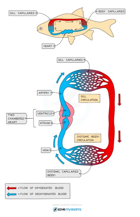 Cie Igcse Biology 复习笔记：9 1 2 Circulatory System Extended