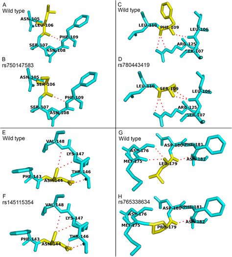 Structural Comparison Between The Wild Type And Mutant Amino Acids Of