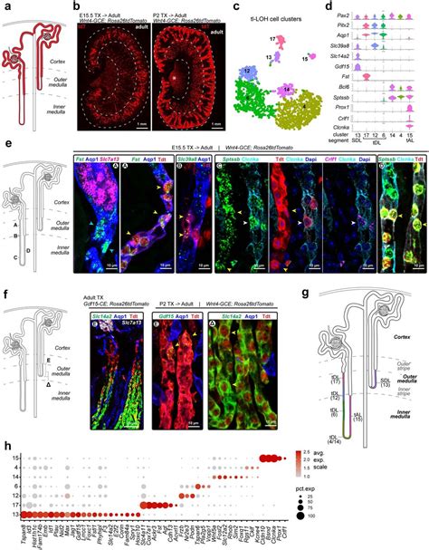 Single Cell Profiling Reveals Sex Lineage And Regional Diversity In