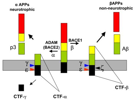 Proteolytic Processing Of App Proteolysis Of App By α Secretase Or