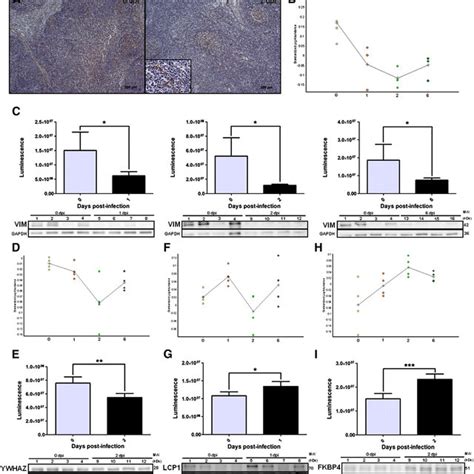 Data Validation By Western Blot And Immunohistochemistry A