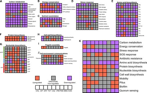 Comparative Analysis Of Transcriptomic Response Of Escherichia Coli K