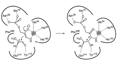 Schematic Representation Of Substrate Binding And C C Bond Formation
