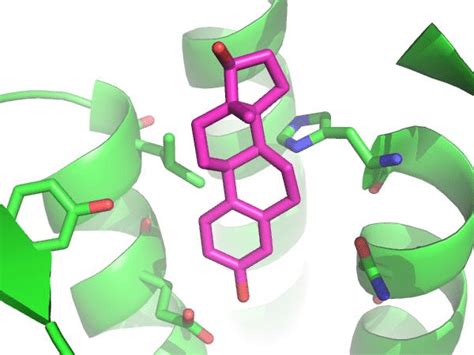 Predicted E2 Binding Sites In Gper A The Two Highest Scoring Docking