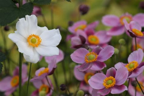 シュウメイギクの花言葉と名前の由来｜秘められた意味と贈り物に最適な理由 四季折々散歩の道すがら