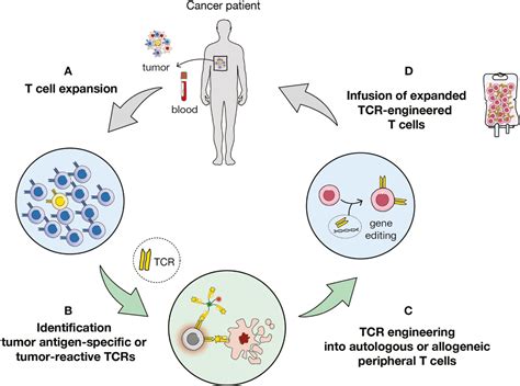 Frontiers The Promise Of Personalized Tcr Based Cellular