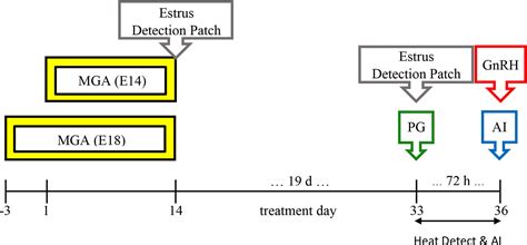Extending Melengestrol Acetate Feeding From 14 To 18 Days During An