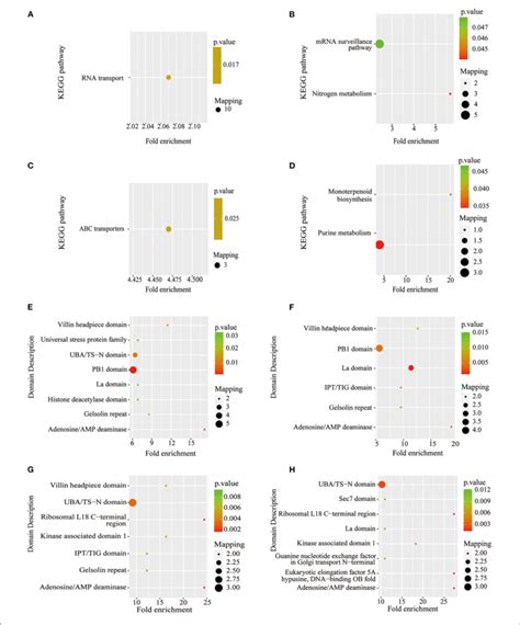 Kegg Pathway Based Enrichment Analysis And Protein Domain Enrichment