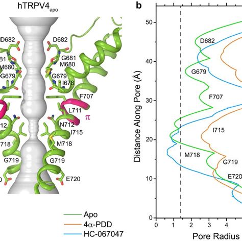 Pore Geometry In Htrpv4apo And Other Structures A Pore Forming Domain