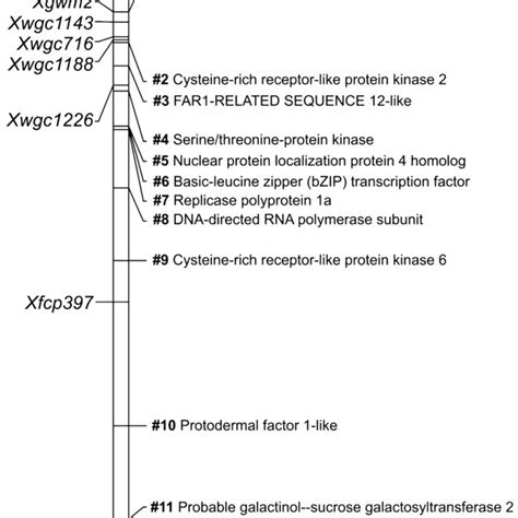 Schematic Representation Of Fourteen Differentially Expressed Genes