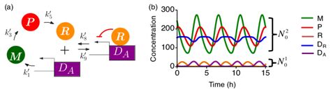 Transcriptional Negative Feedback Loop A The Diagram Of The