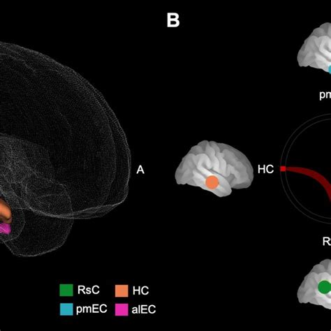 Pdf Hippocampal Connectivity With Retrosplenial Cortex Drives