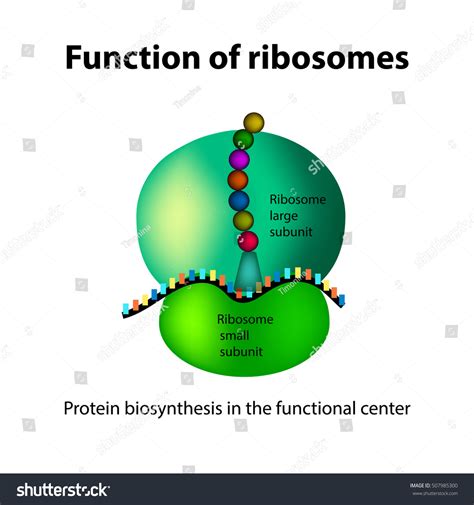 The Structure Of The Ribosome Infographics Vector