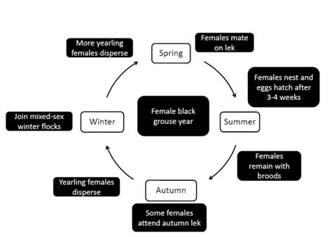 black grouse ecology lifecycle