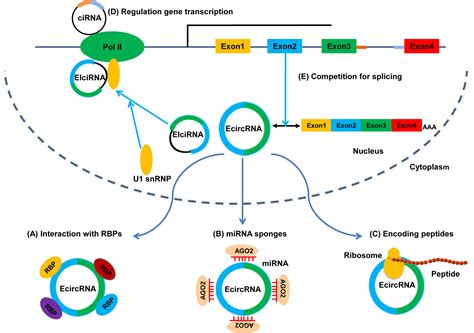 Frontiers Circular Rnas In Hepatocellular Carcinoma Emerging