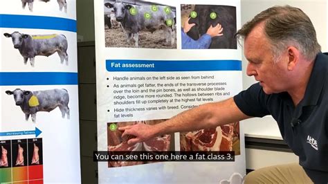 5 Assessing Fatness In Beef Cattle Using The Europ Grid Assessing