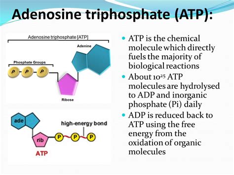 What Is Adenosine Triphosphate Definition Function 40 Off