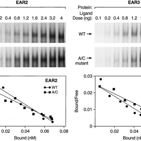 Comparison Of Binding Affinities Of Ear2 And Ear3 Coup Tfi For The