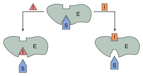 Health Science Academy [licensed For Non Commercial Use Only] Enzymes
