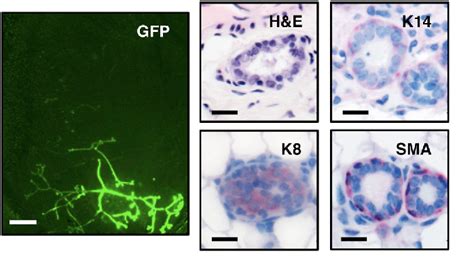 Figure 1 From Clonal Analysis Via Barcoding Reveals Diverse Growth And Differentiation Of
