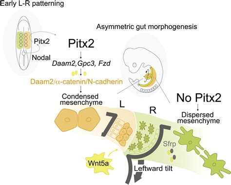 Integration Of Left Right Pitx2 Transcription And Wnt Signaling Drives