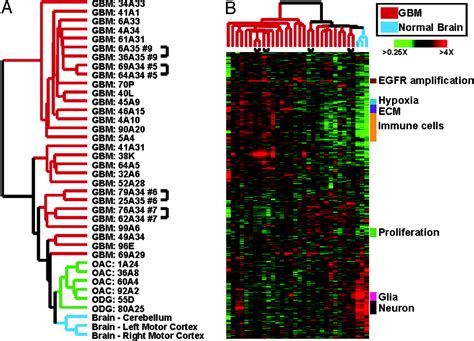 Gene Expression Profiling Reveals Molecularly And Clinically Distinct