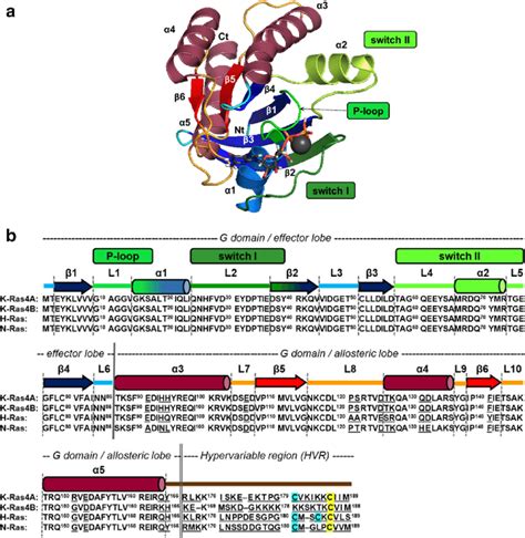 a the main structural regions in depicted on 3d structure of g domain