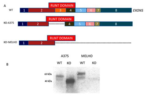 Cells Free Full Text A Potential Role Of Runx2 Runt Domain In