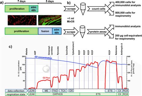 Workflow For Characterisation Of Mitochondrial Function Using High