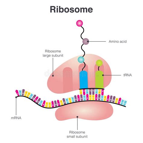 Structure Ribosome Infographics Vector Illustration On