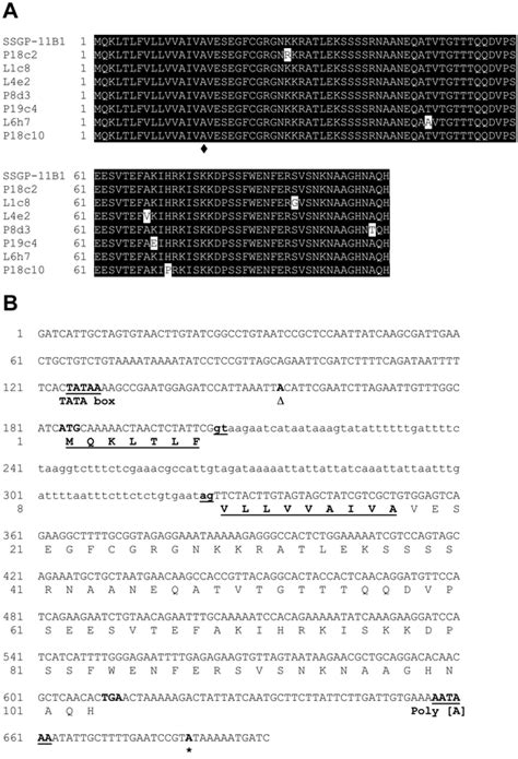 The Ssgp 11b1 Encoding Gene And Related Cdnas A Sequence Alignment Of