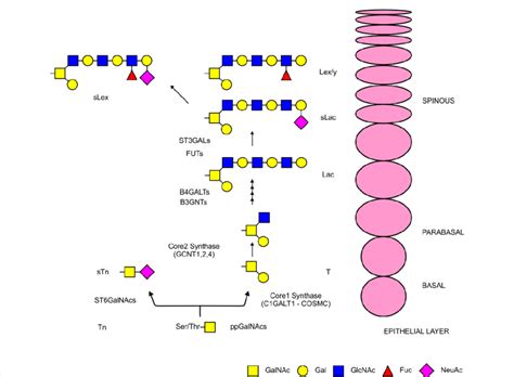 Mucin Type O Glycosylation Biosynthetic Pathway Download Scientific