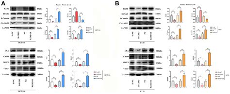Down Regulation Of Ezh2 Genes Targeting Runx3 Affects Proliferation