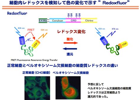 神経疾患モデル細胞と正常細胞の酸化還元状態の違いを検知できるセンサータンパク質の開発に成功 京都大学