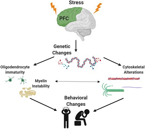 Adolescent Maturation Of The Prefrontal Cortex Role Of Stress And Sex