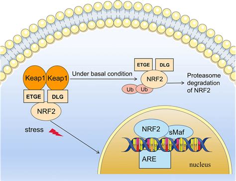 Under Normal Conditions Nrf2 Binds To Keap1 Through Its Two Motifs