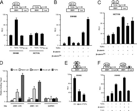 β Catenin Tcf4 Complex Induces The Epithelial To Mesenchymal Transition