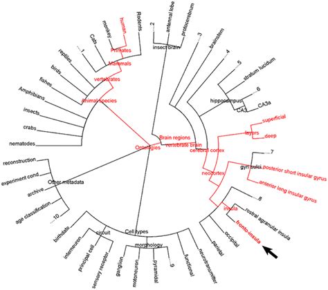 Neuromorpho Org Metadata Dimensions The Annotation Of Neuronal