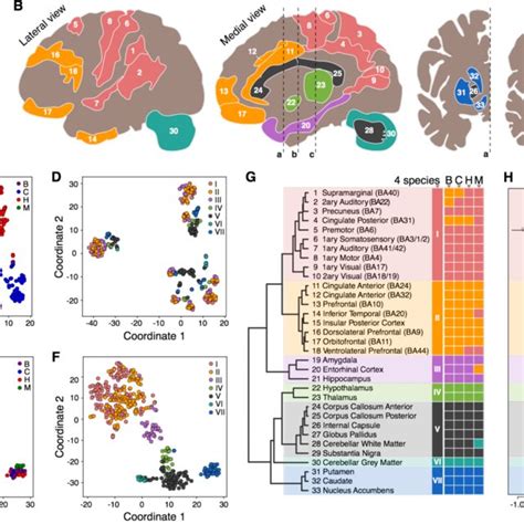 Gene Expression Variation Analysis In 33 Brain Regions A