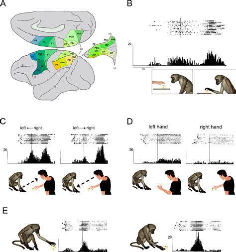 Figure 1 From Functional Lateralization Of The Mirror Neuron System In