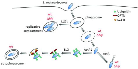 A Model For Autophagy Induction During L Monocytogenes Infection