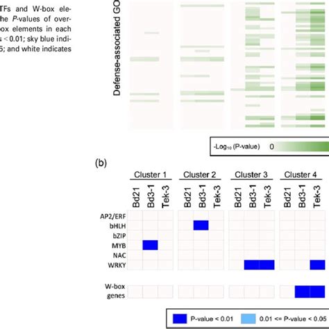 Timing Of The Expression Of Genes And Transcription Factors Tfs