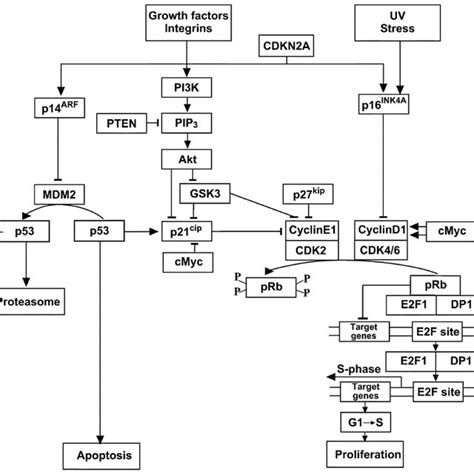 The Map Kinase Signaling Pathways Many Cellular Processes Including