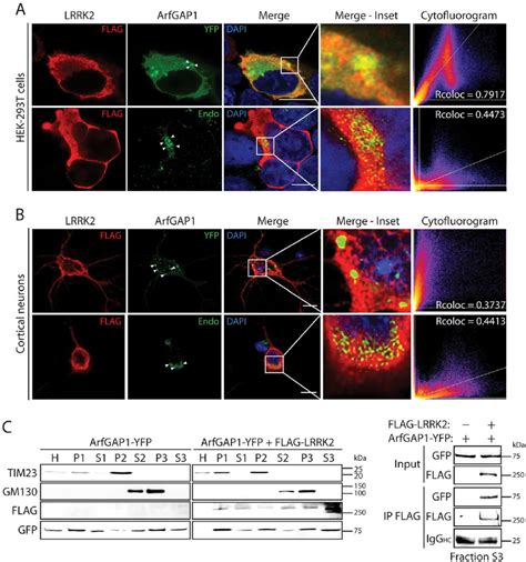 Co Localization Of Lrrk2 And Arfgap1 In Mammalian Cells And Neurons