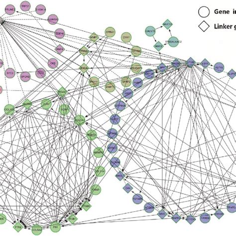 Network Visualization Of The Cluster 5 The Functional Interaction