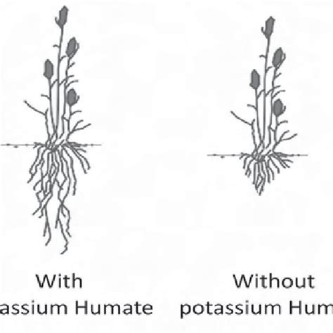 Model Structure Of Humic Acid According To Stevenson 1982 Download