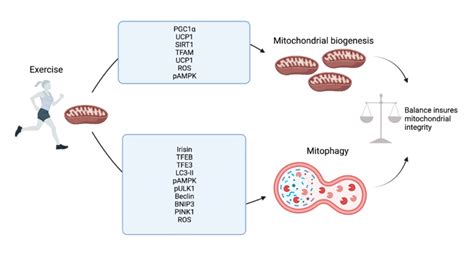 Exercise Mediated Regulation Of Mitochondrial Biogenesis And Mitophagy Download Scientific