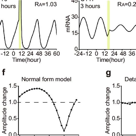 Amplitude Response From The Model Of Coupled Oscillators And