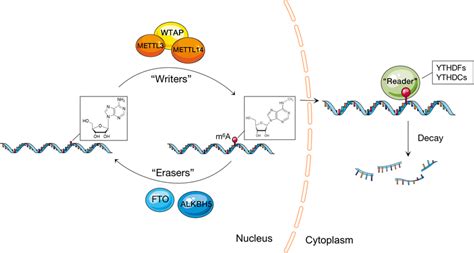 The M6a Methylation Modification Process Of Mrna Mettl3 Wtap Mettl14